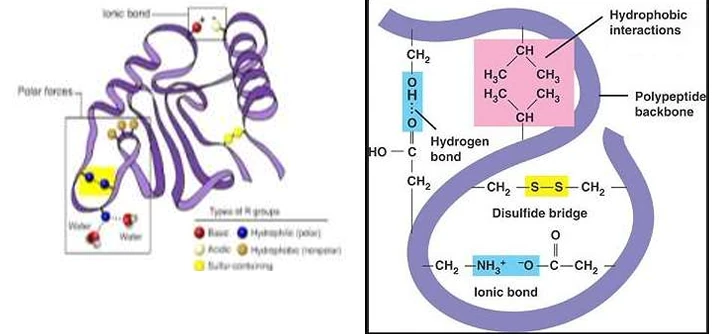 Mengenal Protein dan Enzim: Struktur, Jenis, dan Perannya bagi ...